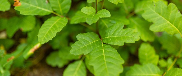 #1 Poison Oak Removal Service in California – Brush Pros